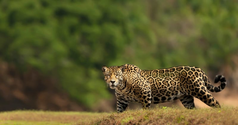 Seize faits fascinants sur le jaguar | [site:name]