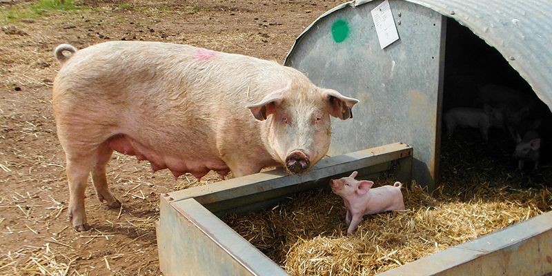 7 choses à savoir à propos du cochon