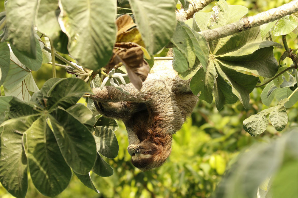 10 faits sur le paresseux | World Animal Protection