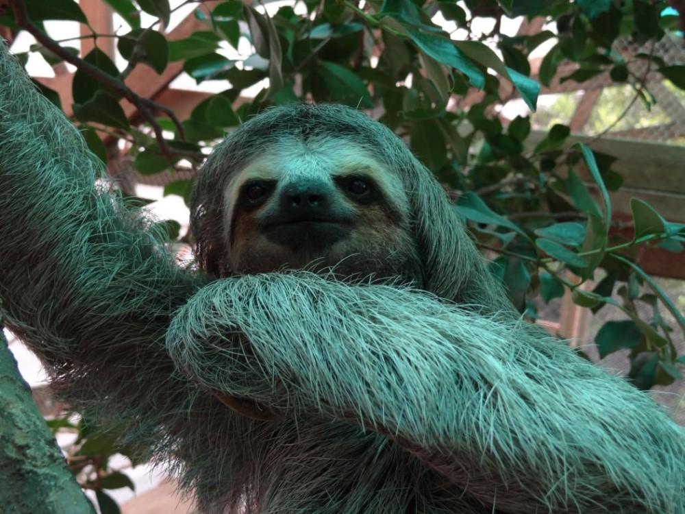 10 faits sur le paresseux | World Animal Protection