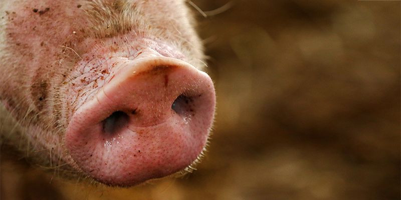 7 choses à savoir à propos du cochon