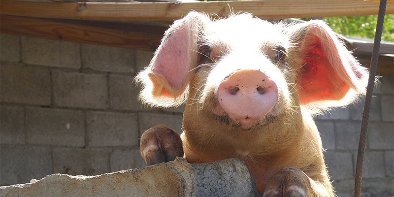 7 choses à savoir à propos du cochon
