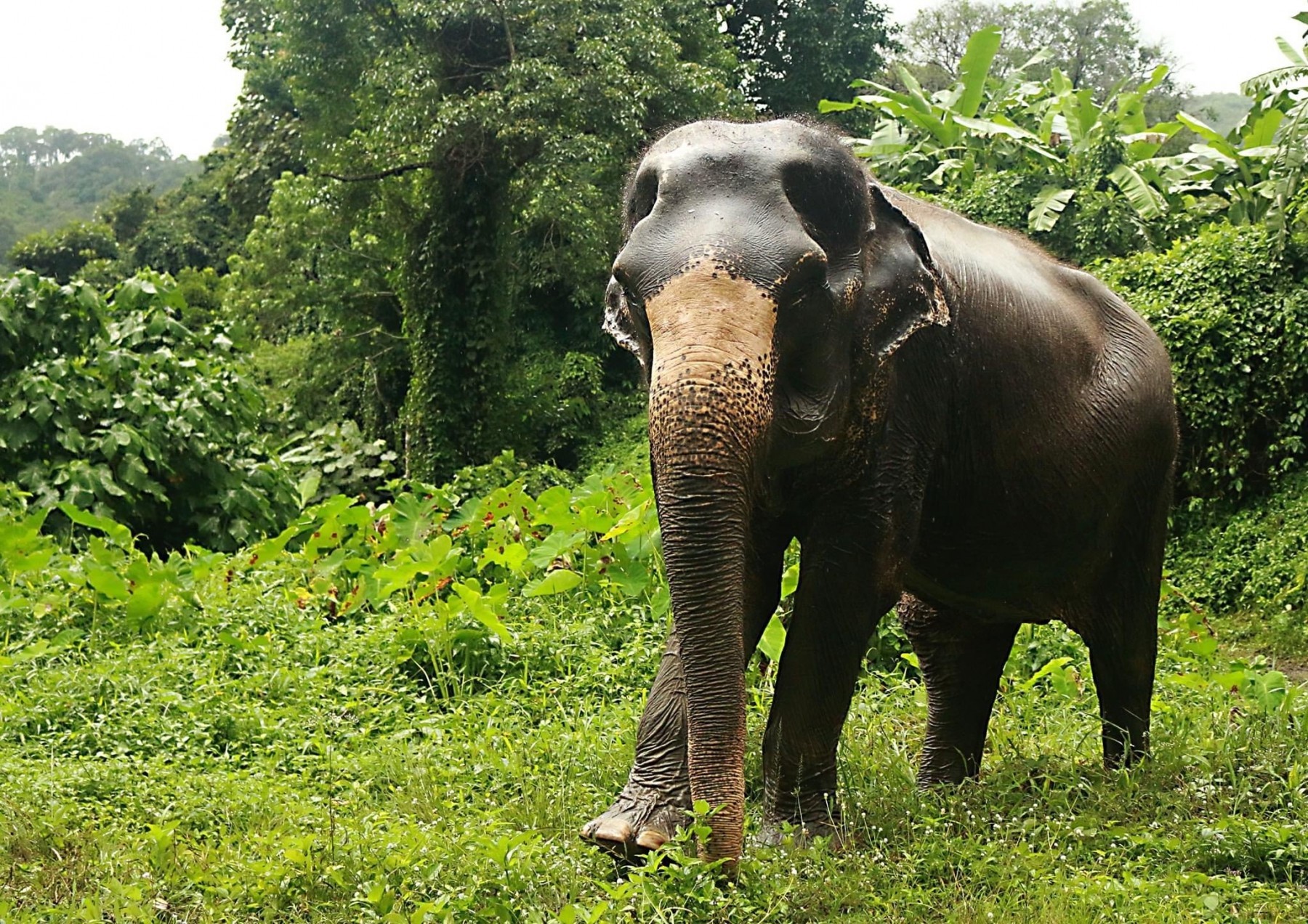 Voici cinq animaux que vous avez aidés cette annéer
